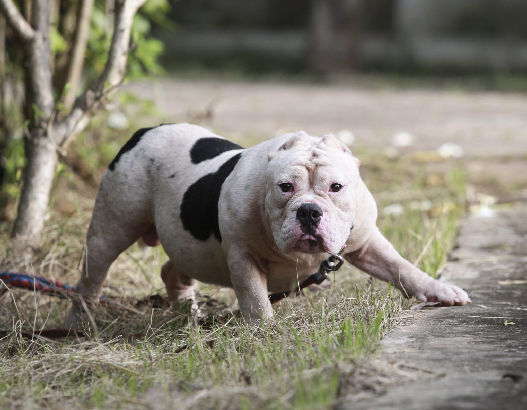 Top 10 Worst Dog Breeds for Young Families — Illinois Dog Bite Lawyers